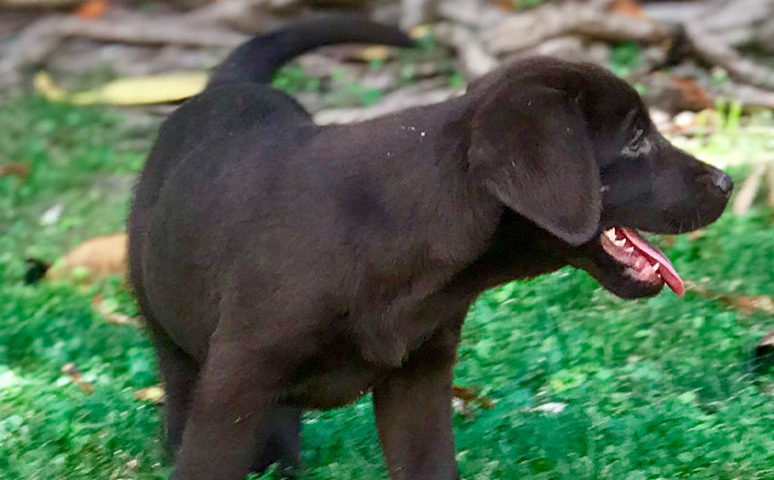 Cachorros Labrador Retriever