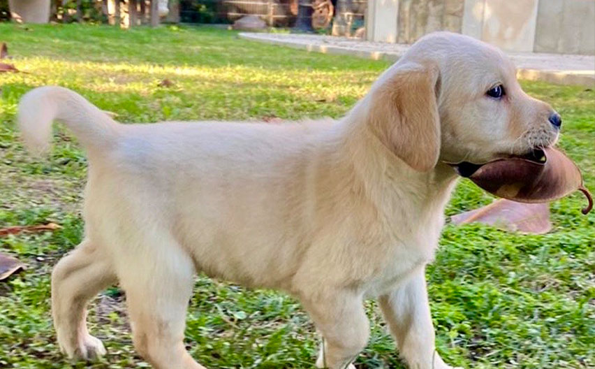 Cachorros de Labradores
